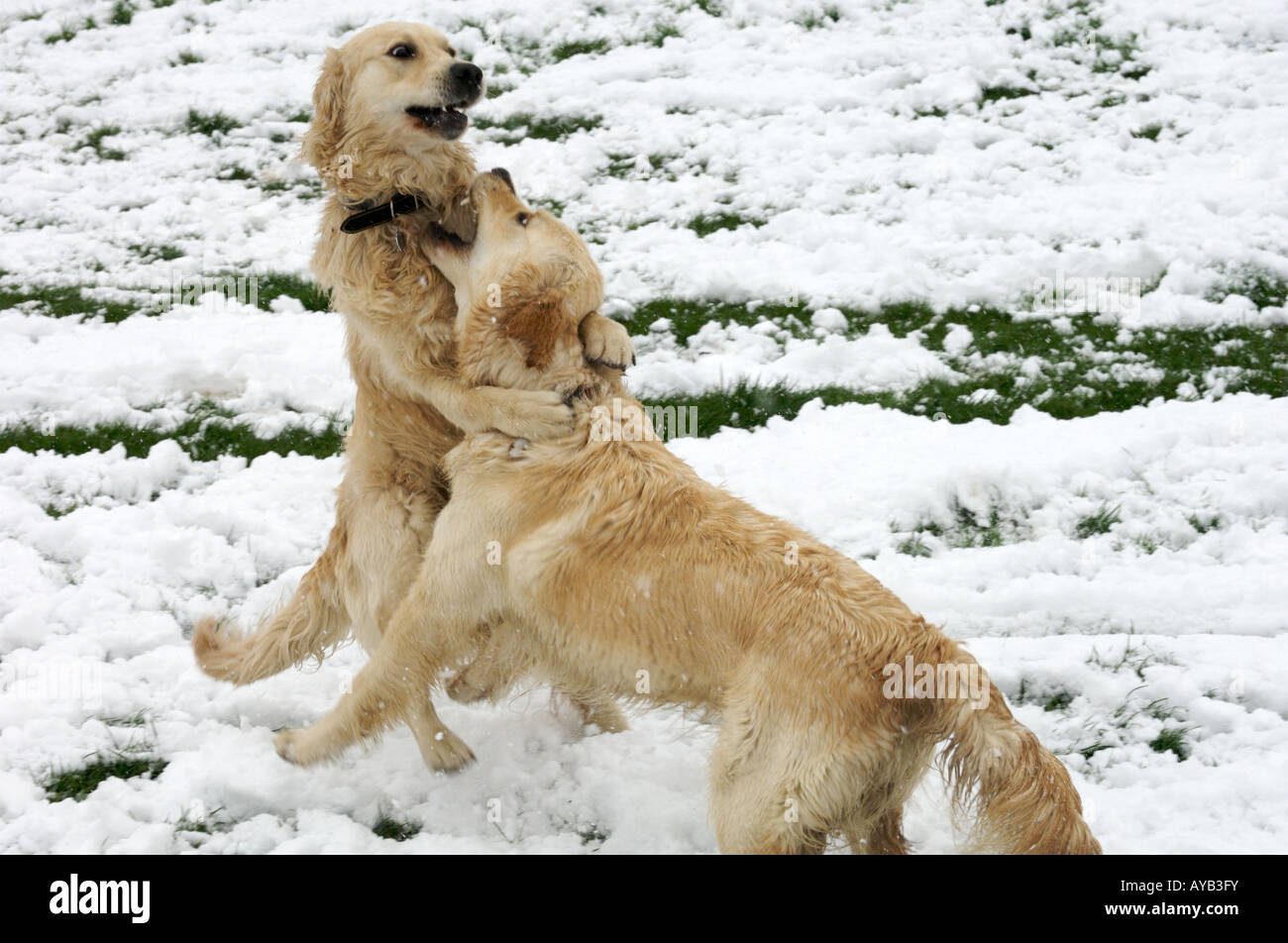 Dogs playing in the snow Stock Photo - Alamy