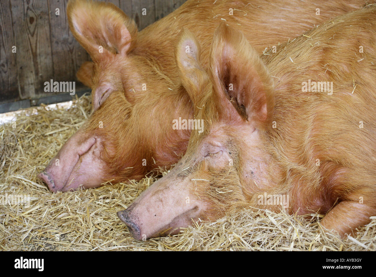 Happy Tamworth Pigs Stock Photo - Alamy