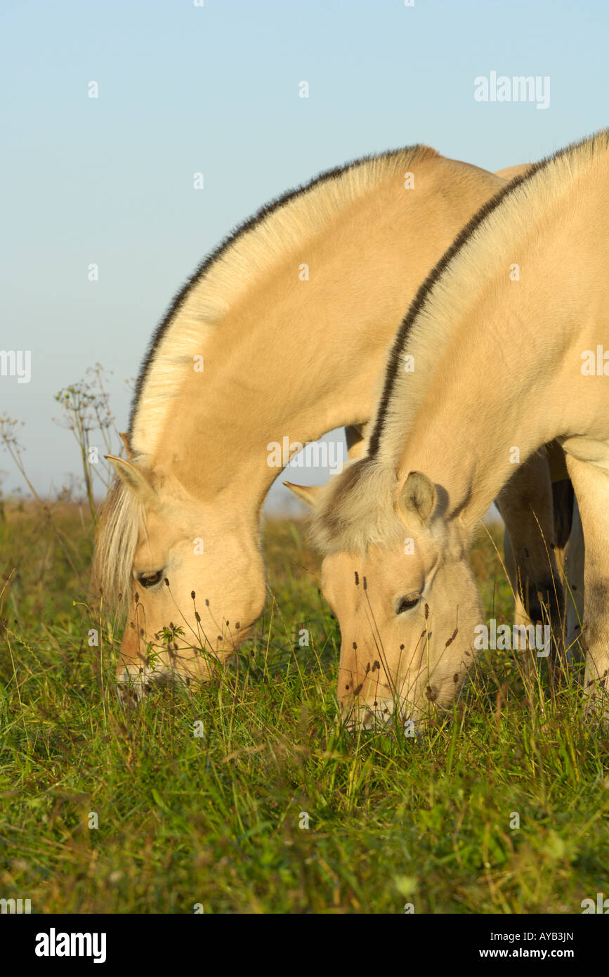 Norwegian fjord horse grazing hi-res stock photography and images - Alamy