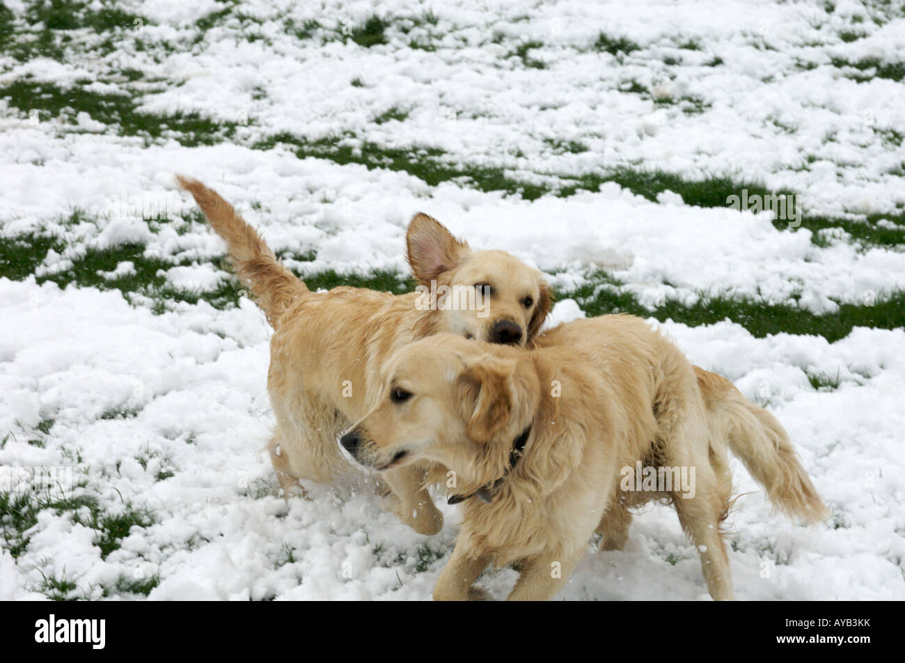 Dogs playing in the snow Stock Photo - Alamy