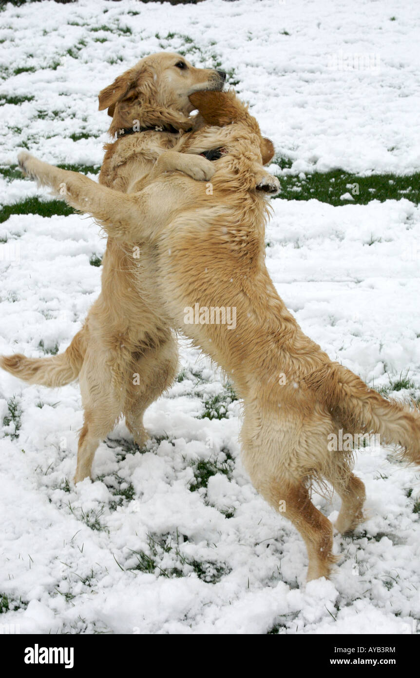 Dogs playing in the snow Stock Photo - Alamy