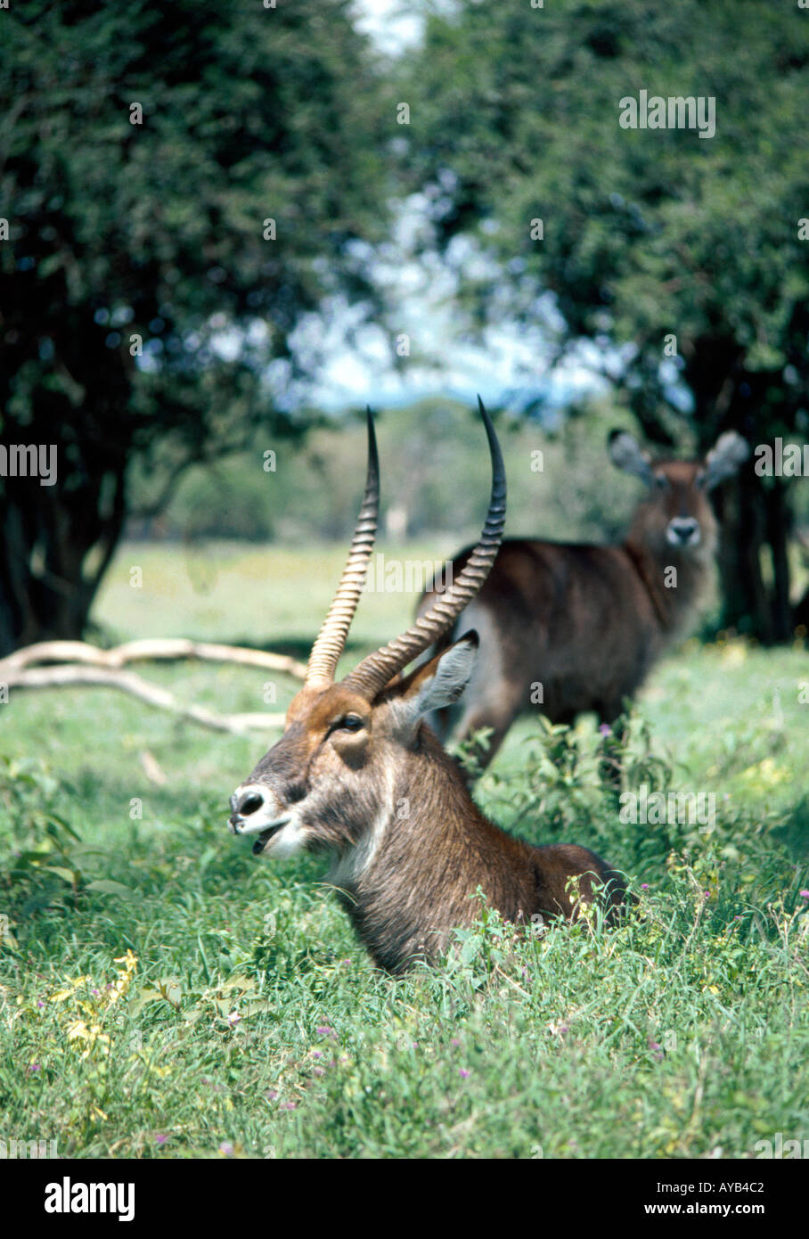 Deer africa hi-res stock photography and images - Alamy