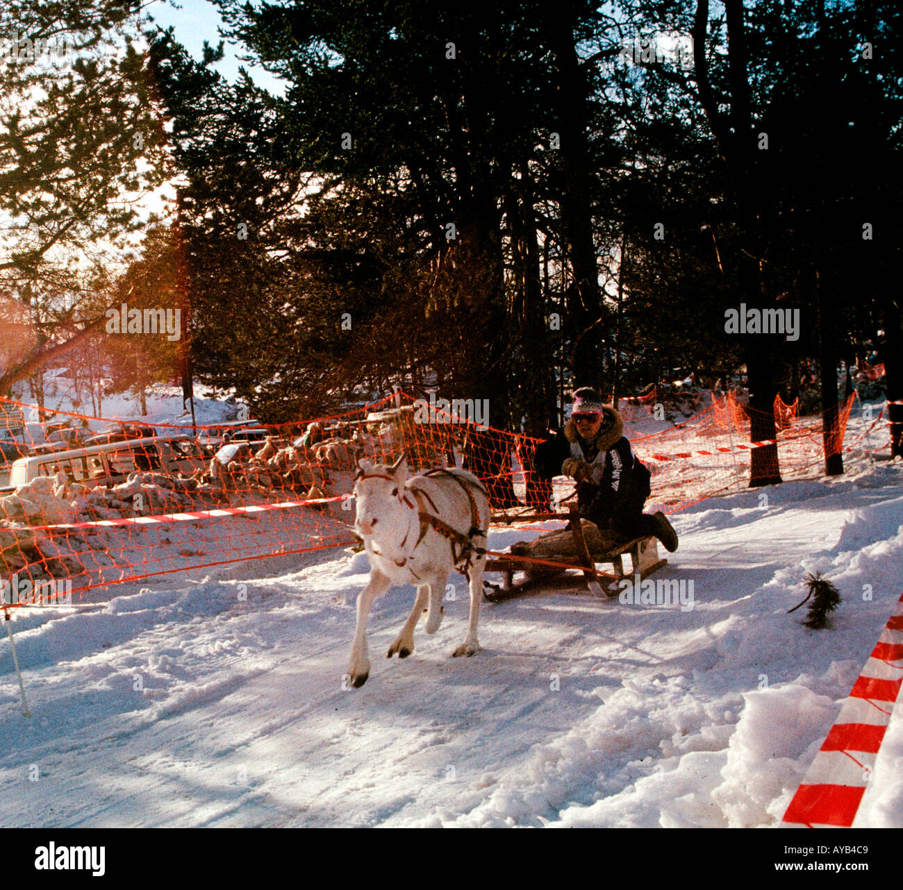 Reindeer sleigh racing in Lapland Stock Photo - Alamy