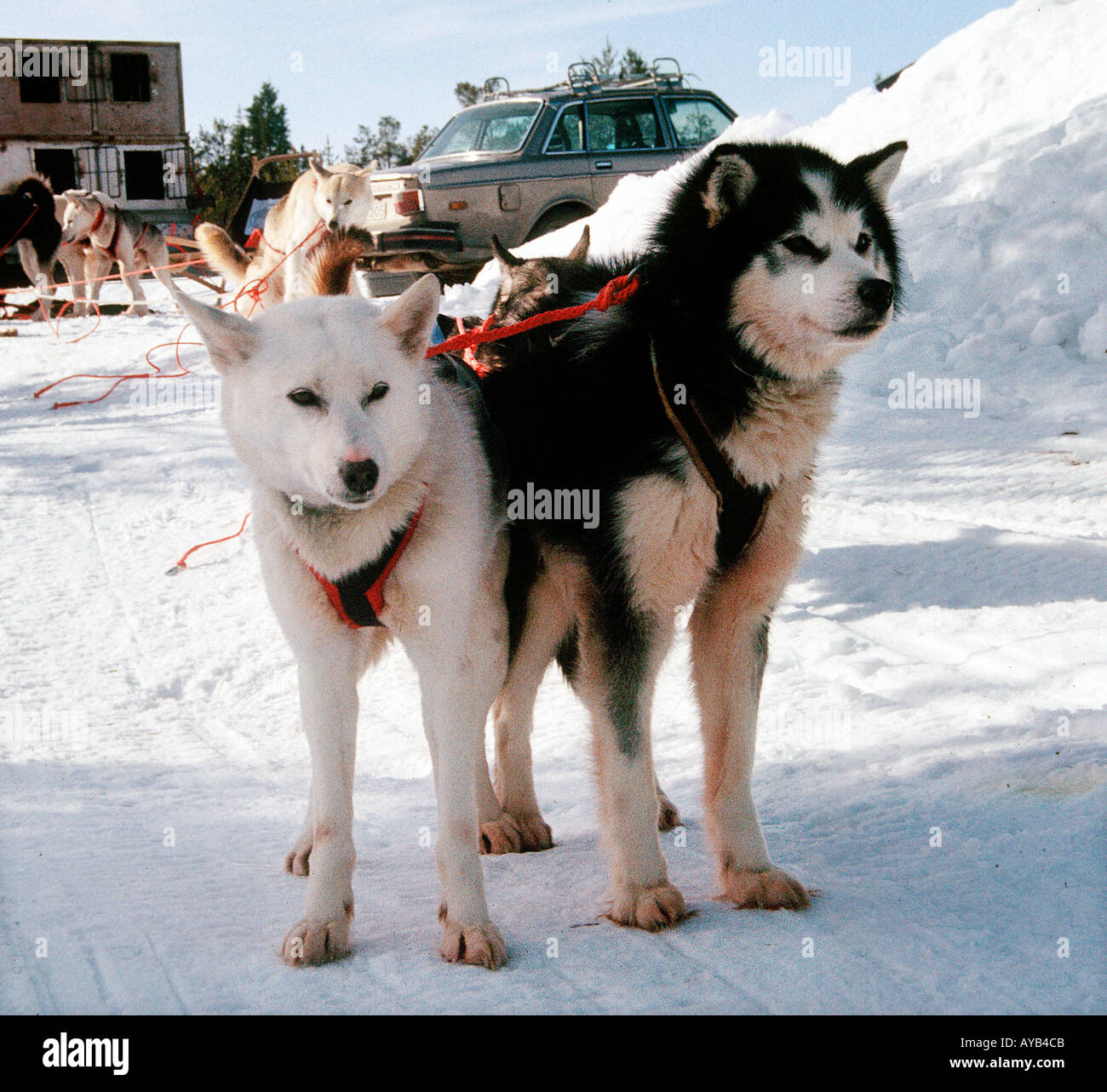 Husky dogs lapland hi-res stock photography and images - Alamy