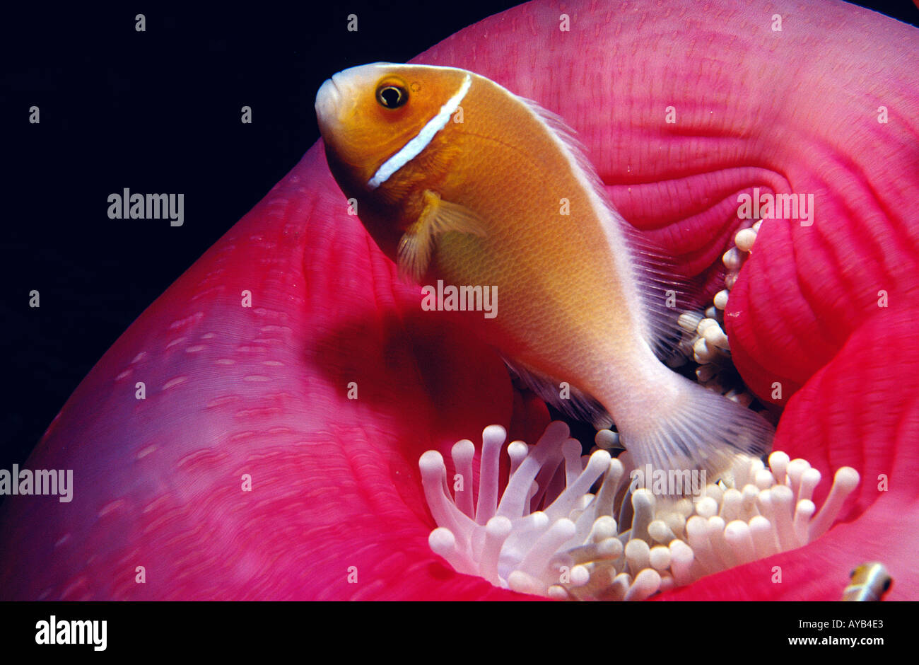 Sea anenome fish hi-res stock photography and images - Alamy