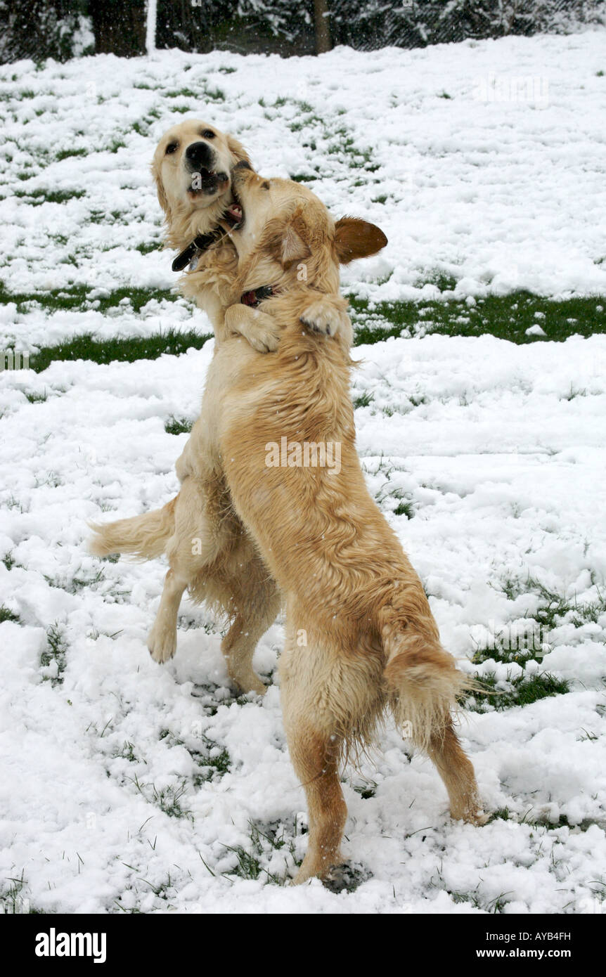 Dogs playing in the snow Stock Photo - Alamy