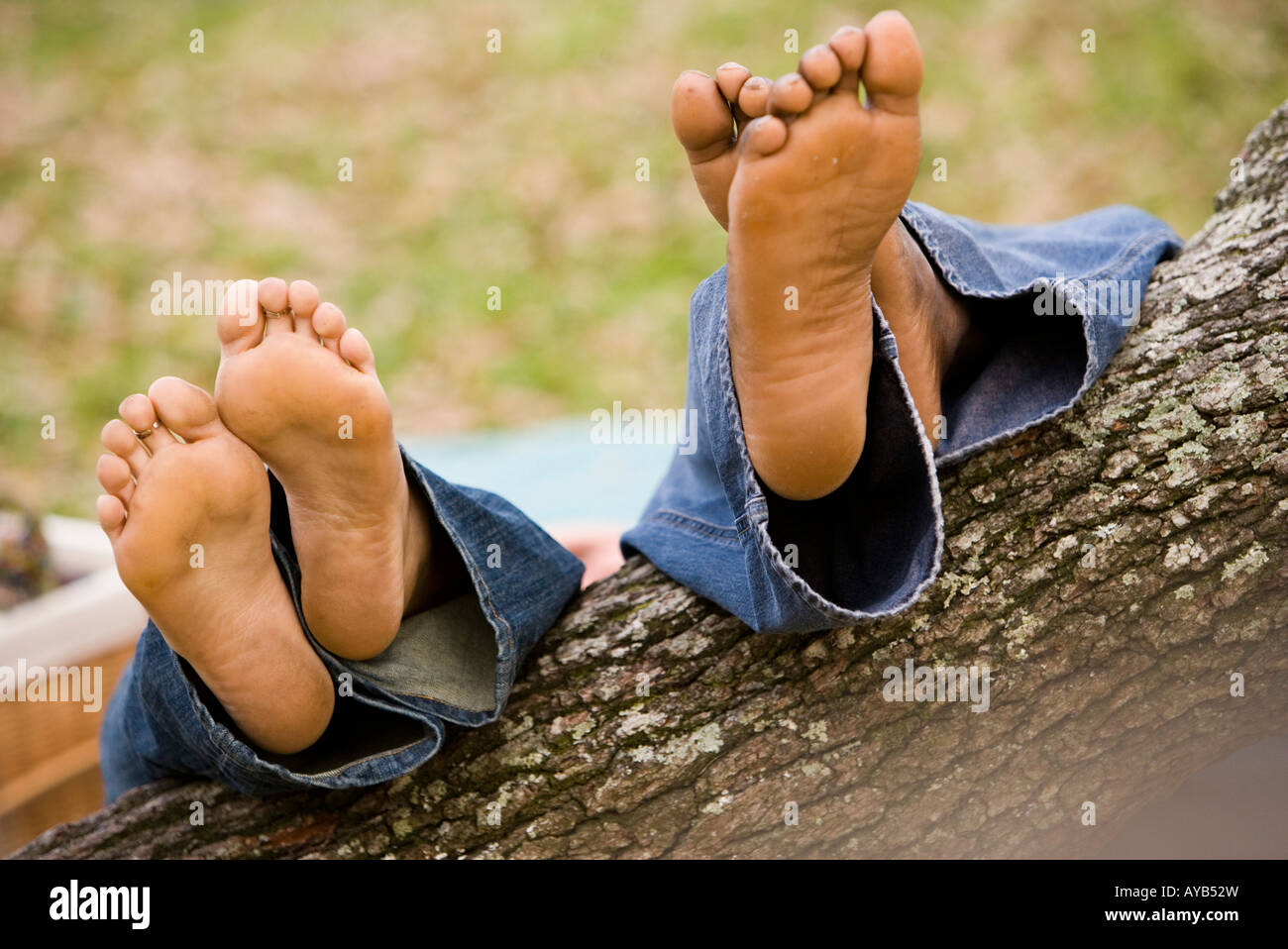 Close-up view of a pair of feet resting on a low-hanging tree branch in ...