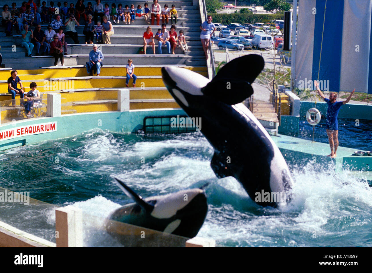 Whales pool seaquarium attraction splashing watching 210316 miami ...