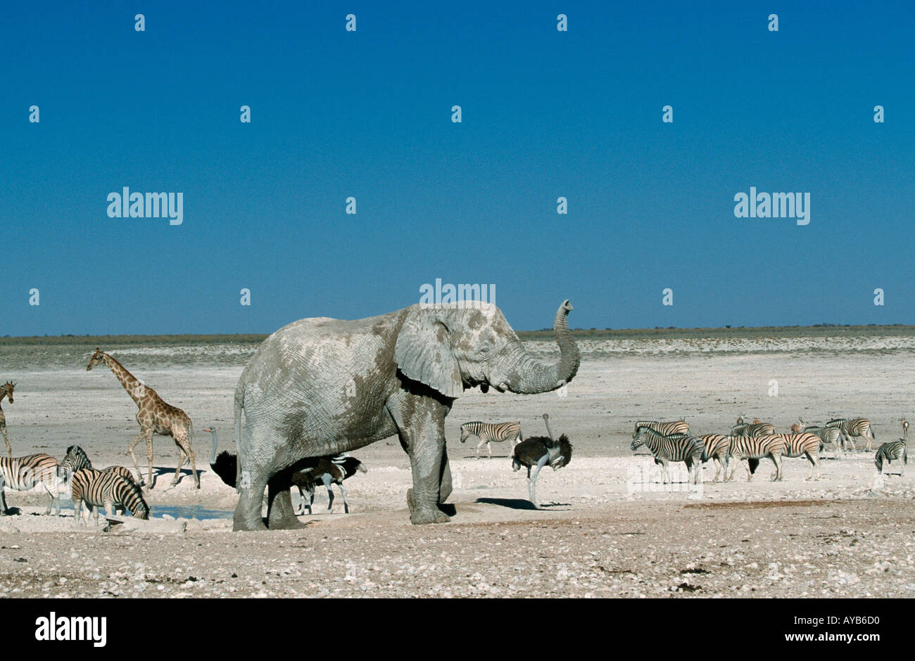 Zebra ostrich group animals hi-res stock photography and images - Alamy