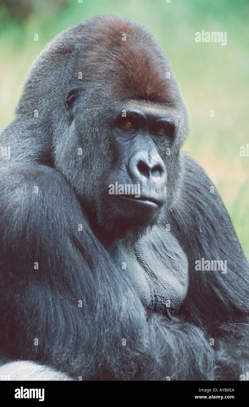 Gorilla upright hi-res stock photography and images - Alamy