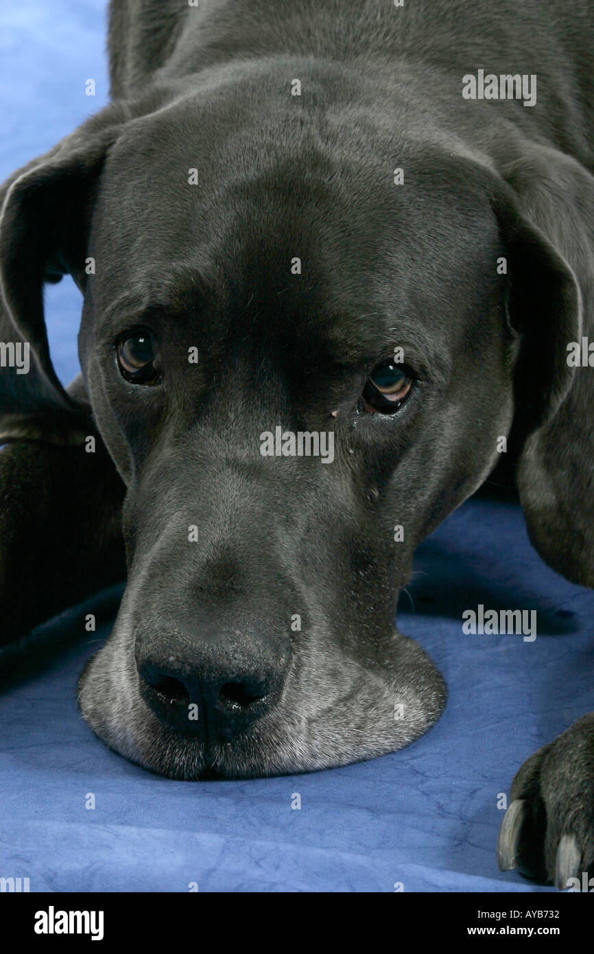 Portrat sad hi-res stock photography and images - Alamy