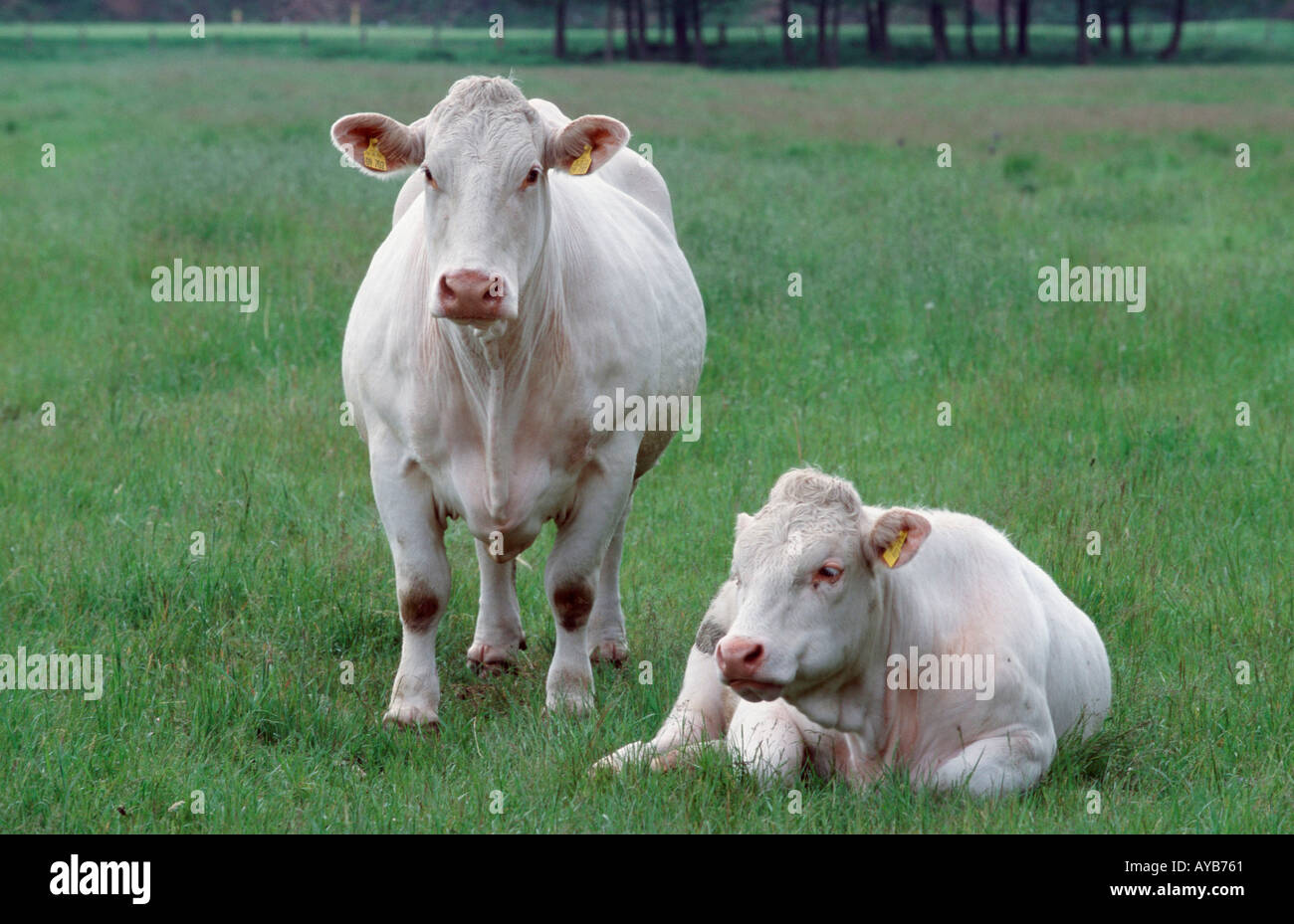 Charolais rinder hi-res stock photography and images - Alamy