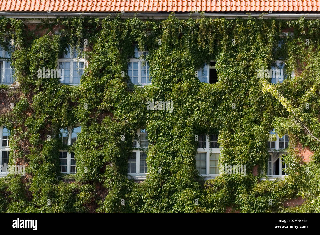 Green ivy leaves covering a wall, window covered by ivy leaves, "Hedera ...