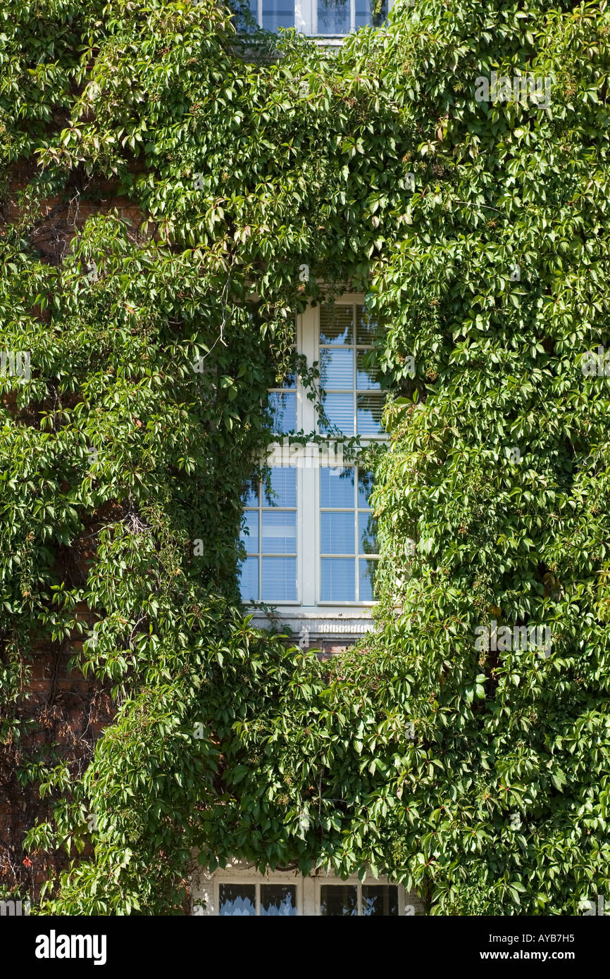 Green ivy leaves covering a wall, window covered by ivy leaves, "Hedera ...