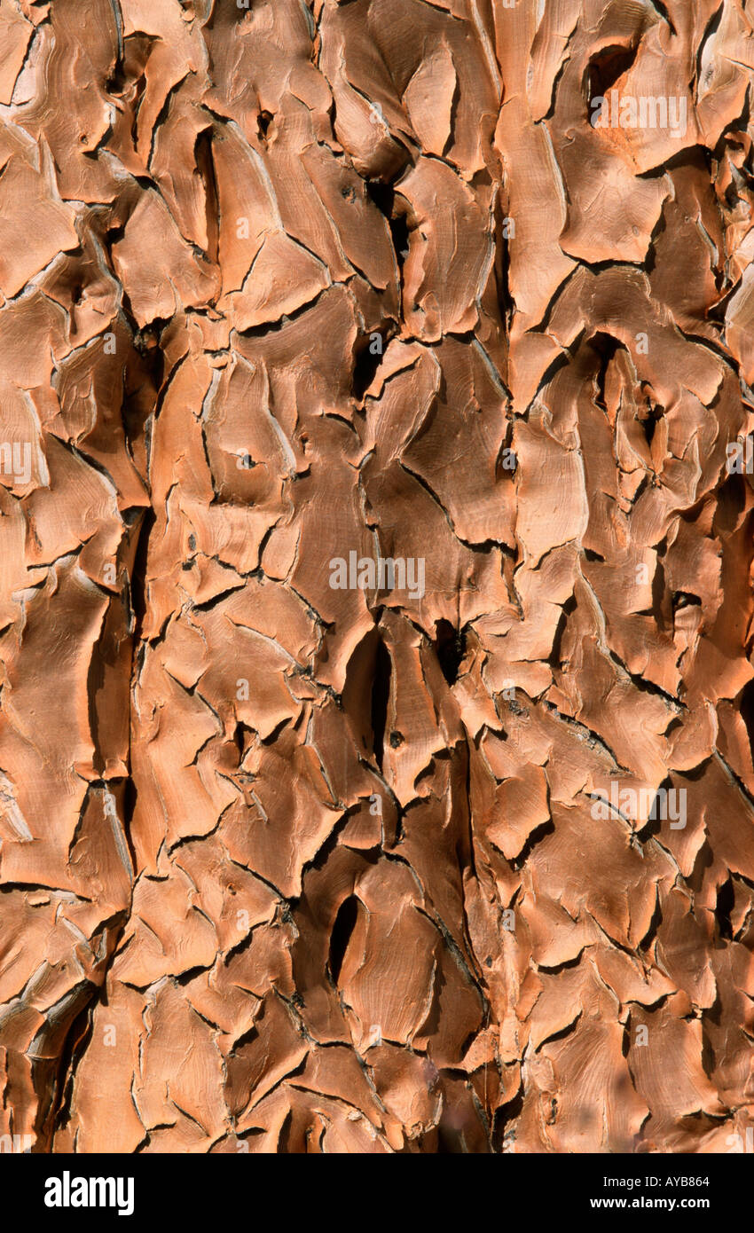Quiver Tree bark Keetmannshoop Namibia Aloe dichotoma Koecherbaum Rinde ...