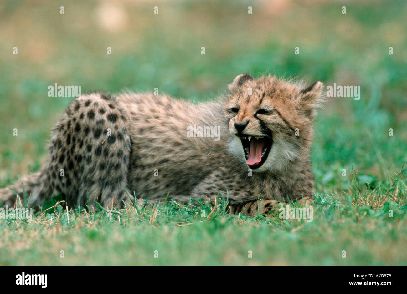 Cheetah cub Acinonyx jubatus Gepard Jungtier Afrika africa Saeugetiere ...