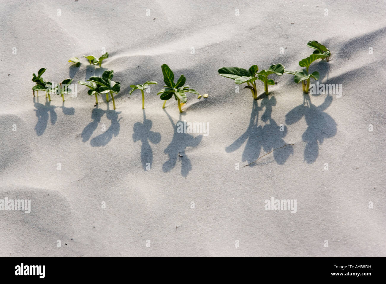 Sand with plants hi-res stock photography and images - Alamy