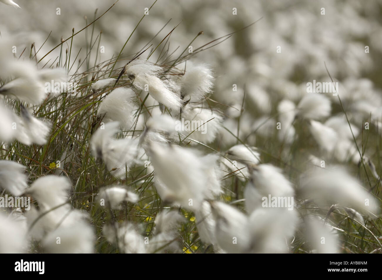Bog Cotton, Cotton-grass, Eriophorum or Lukkie-minnie's oo, Shetland ...