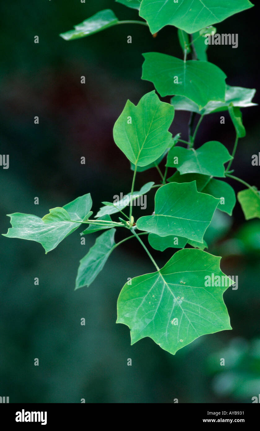 Tulip Tree leaves Liriodendron tulipifera Blaetter vom Tulpenbaum ...