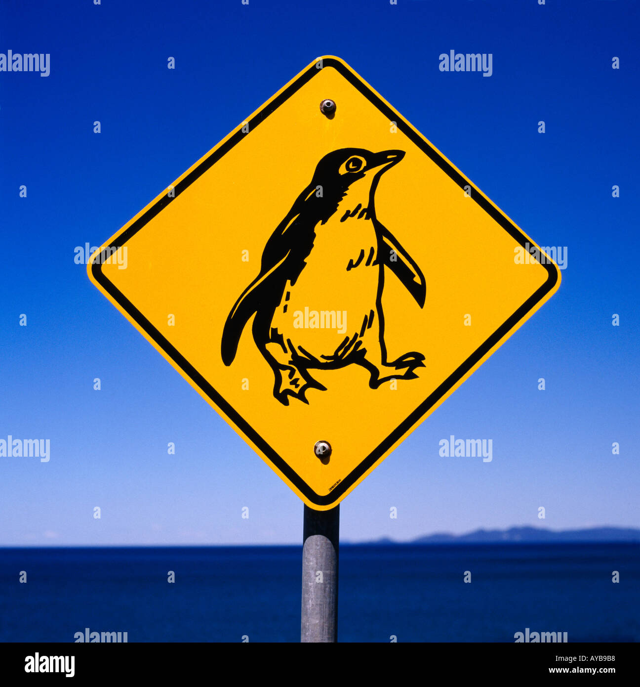 Blue fairy penguin hi-res stock photography and images - Alamy