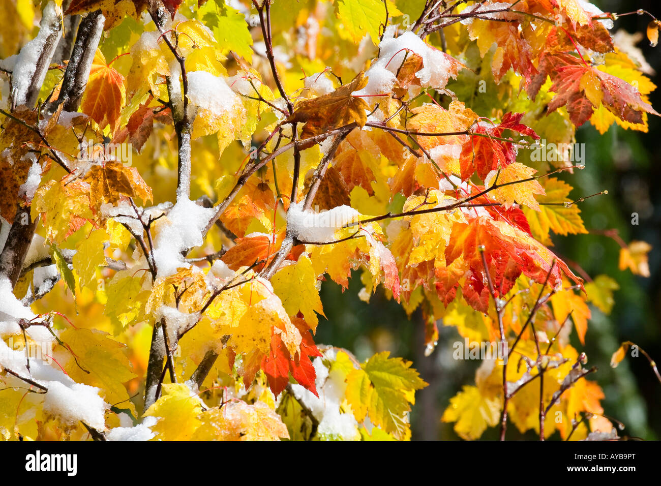 Maple leaves red and yellow fall colors with snow on branches Stock ...