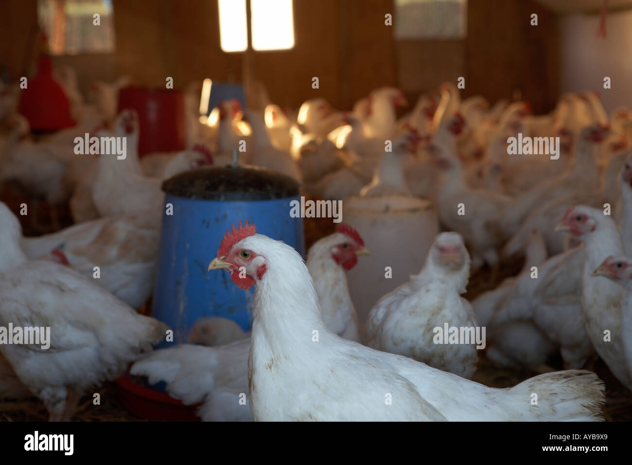 Busy hens hi-res stock photography and images - Alamy