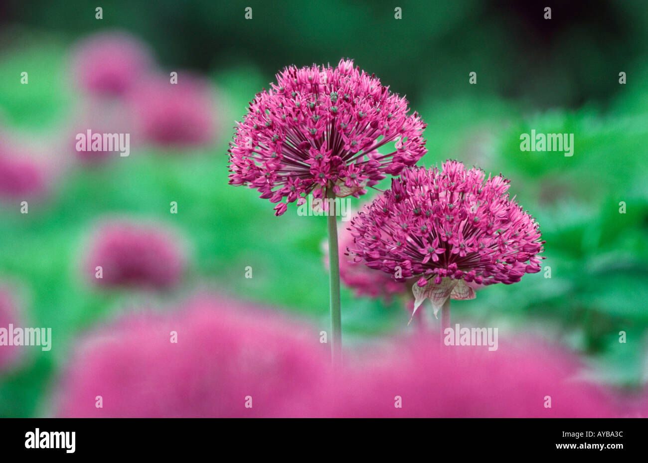 Aflatun onion hi-res stock photography and images - Alamy