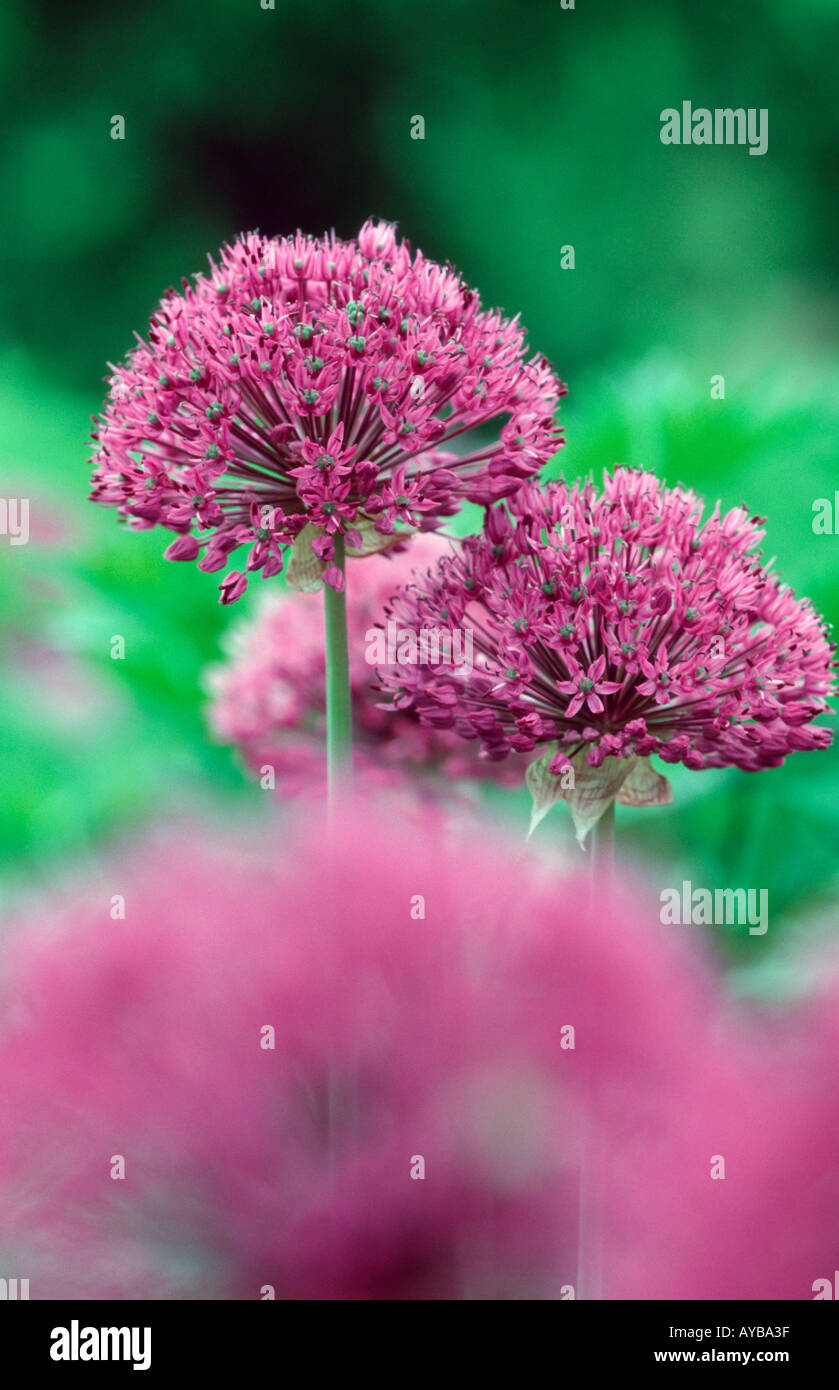 Ornamental Onion Allium aflatunense Aflatun Lauch Asien asia Blumen ...