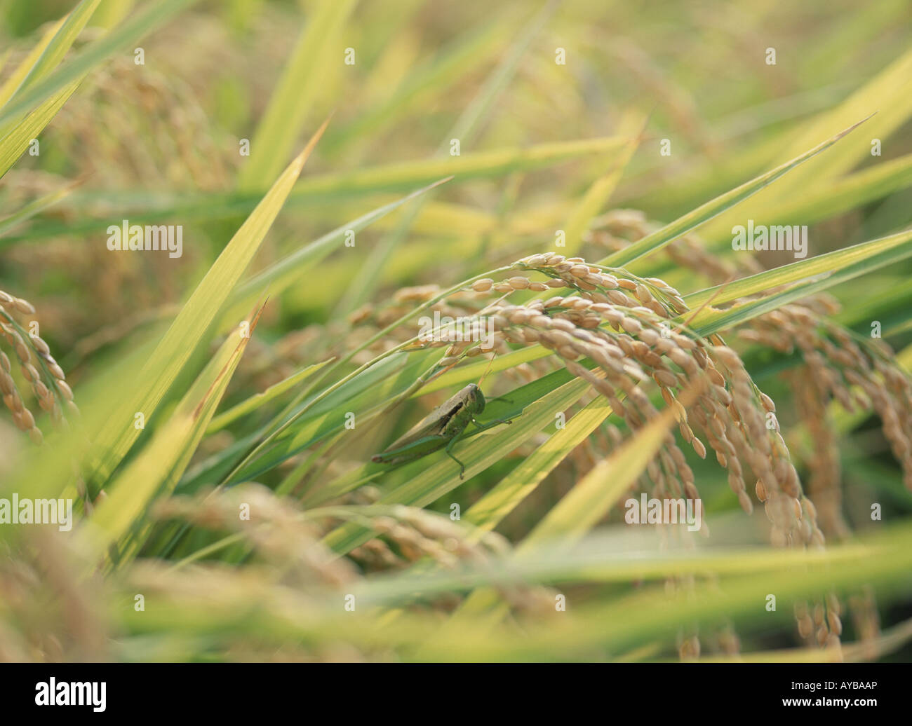 Locust on Rice Plant Stock Photo - Alamy