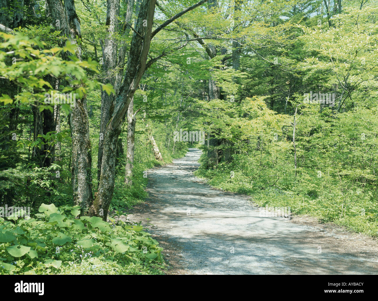 Country path with trees hi-res stock photography and images - Alamy