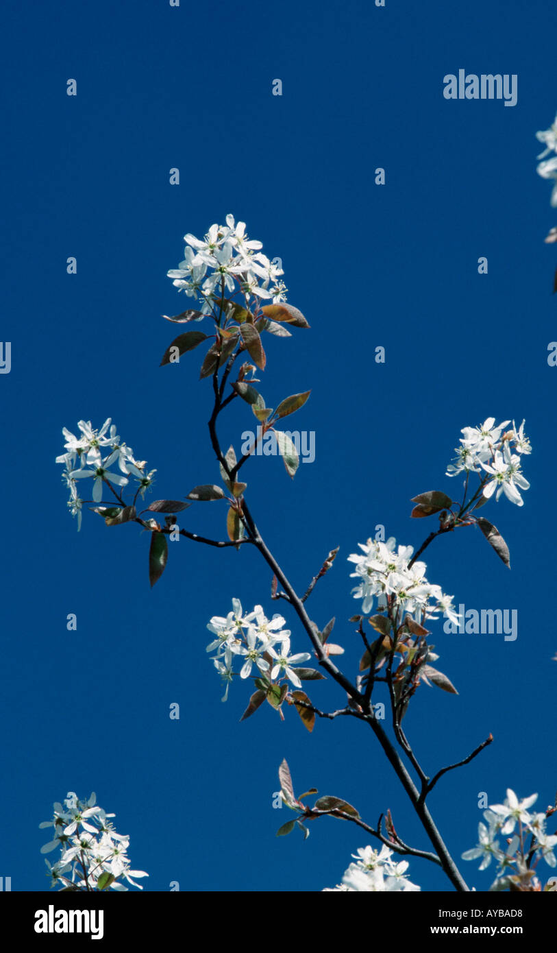 Blooming Japanese Cherry Prunus hybride Bluehende Japanische Kirsche ...