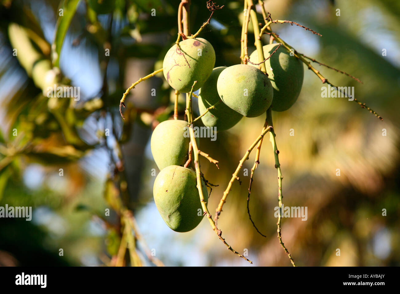 Bunch of mango Stock Photo - Alamy