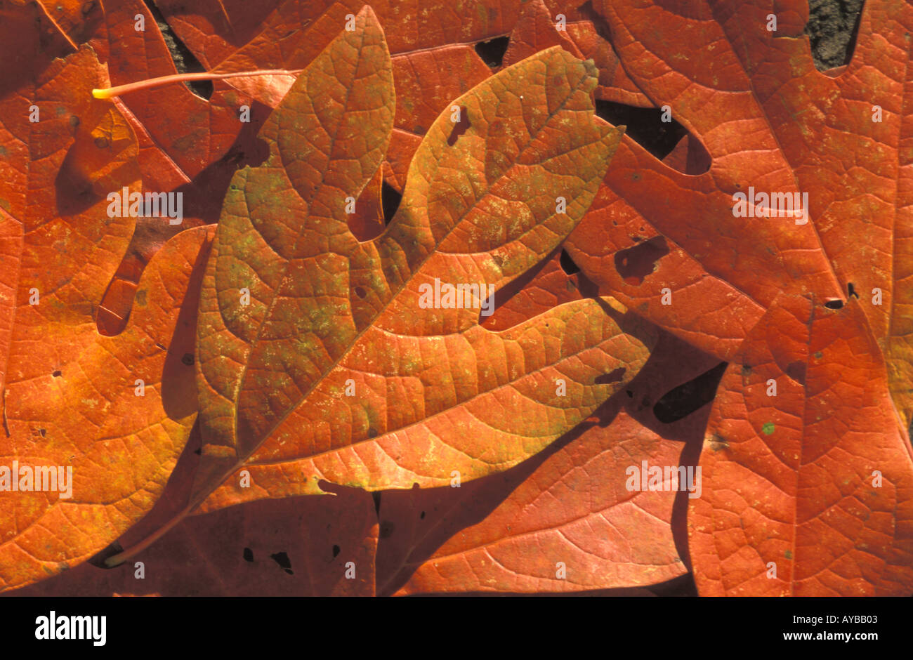 Sassafras tree hi-res stock photography and images - Alamy