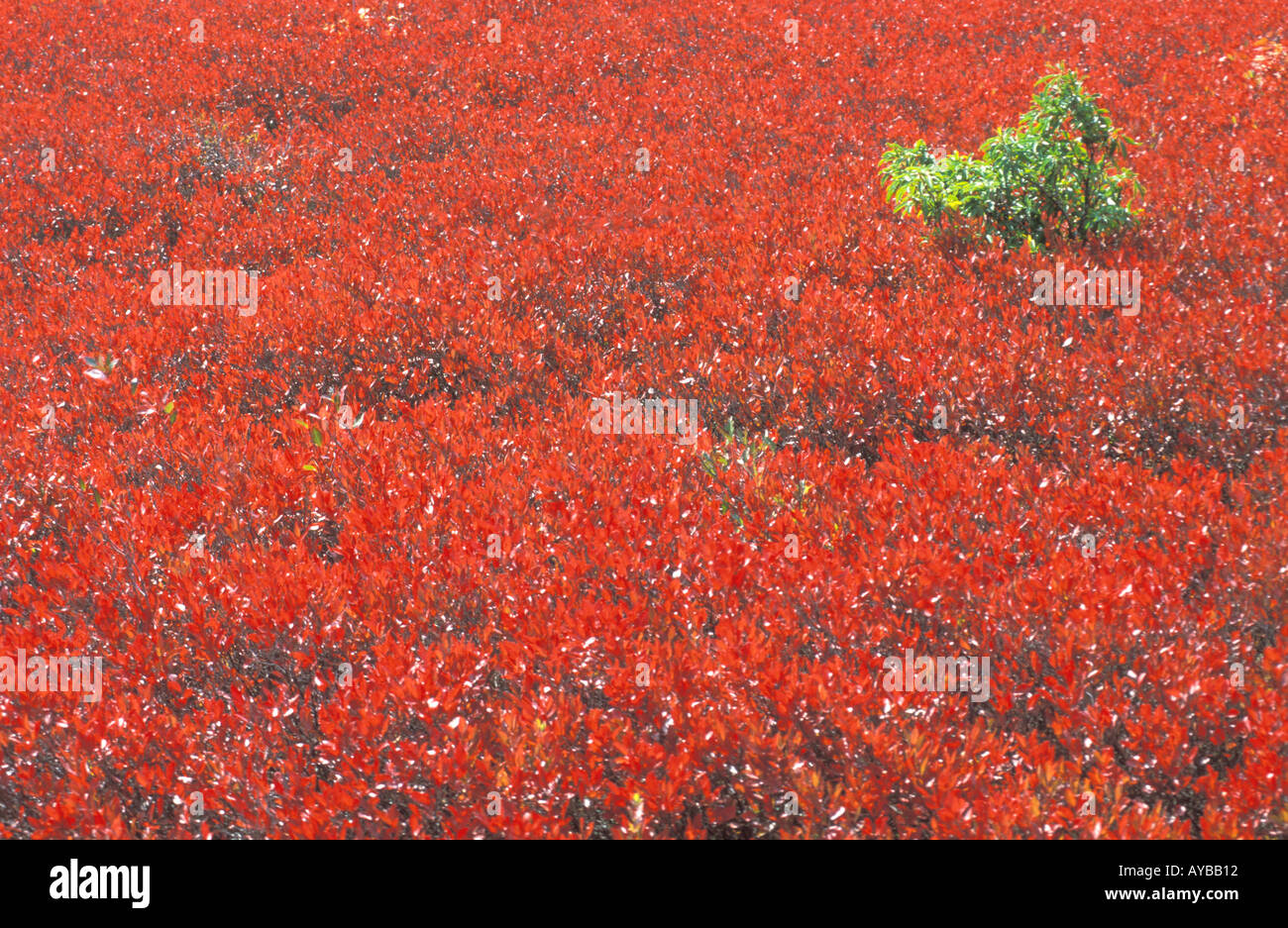 Fall foliage of blueberry bushes Dolly Sods Wilderness Appalachian ...