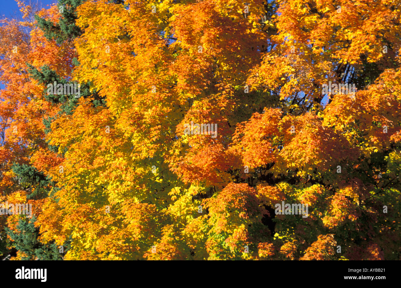 Fall colours of New England Stock Photo - Alamy