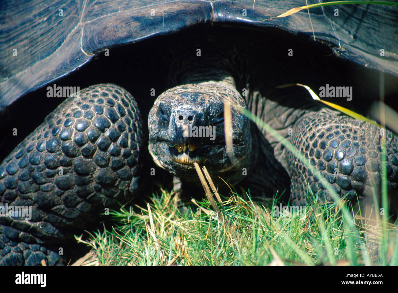 Insects of the galapagos islands hi-res stock photography and images ...