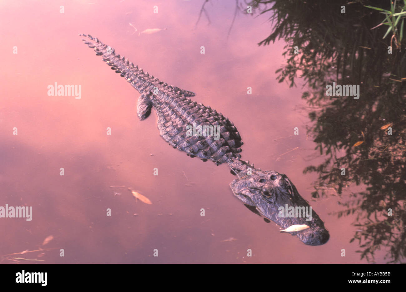 Mississippi Alligator in the Okefenokee Swamp Georgia Florida Stock ...