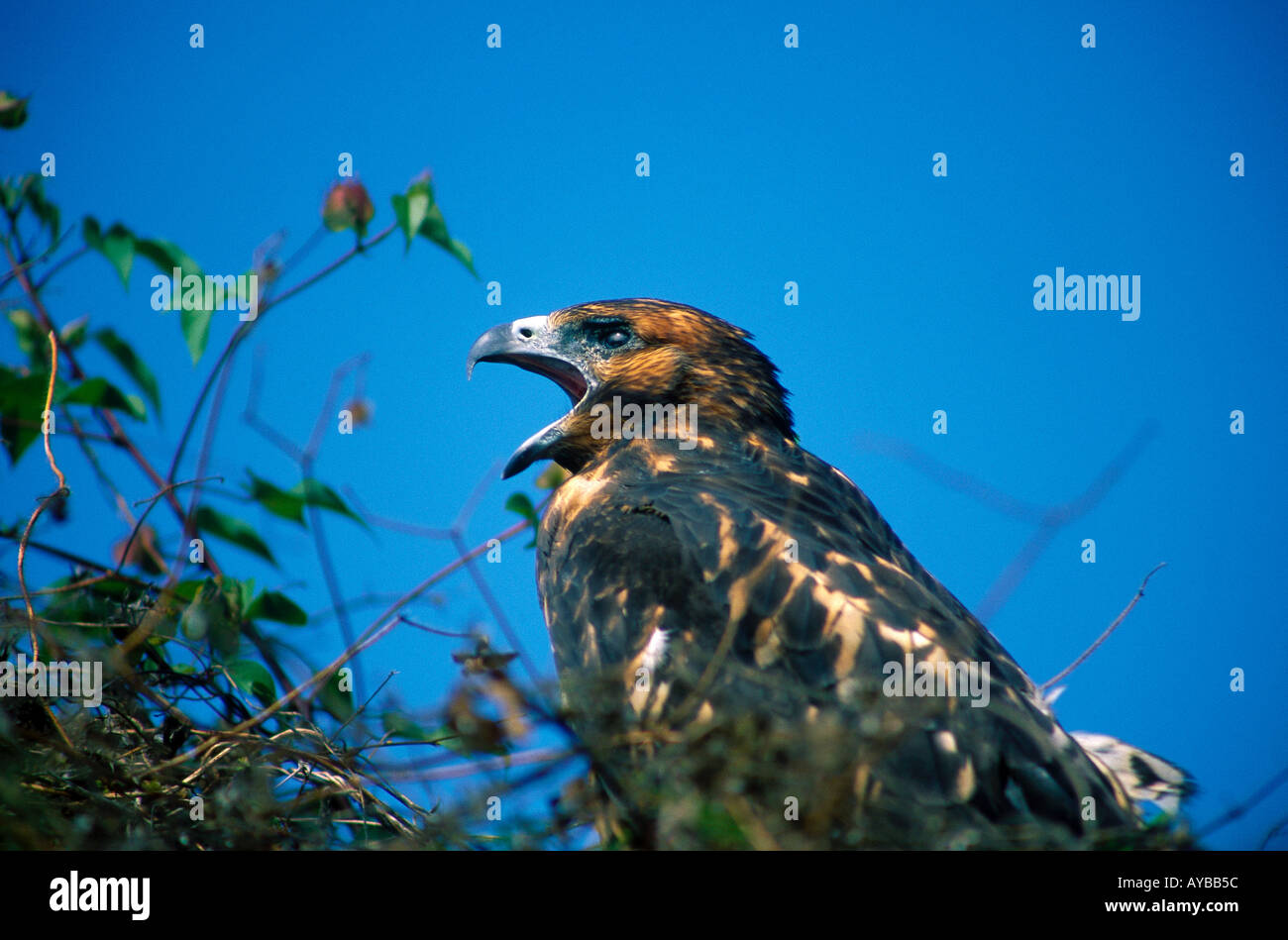 Insects of the galapagos islands hi-res stock photography and images ...