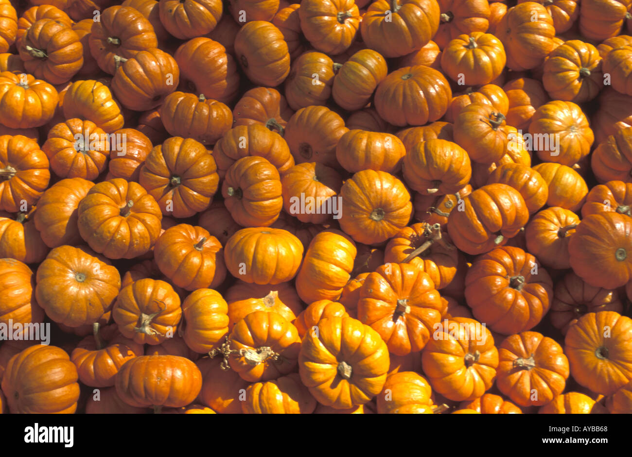 Usa small farm stand hi-res stock photography and images - Alamy