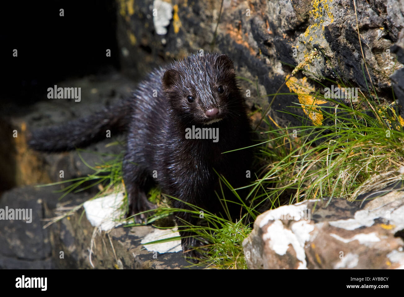 American mink hi-res stock photography and images - Alamy