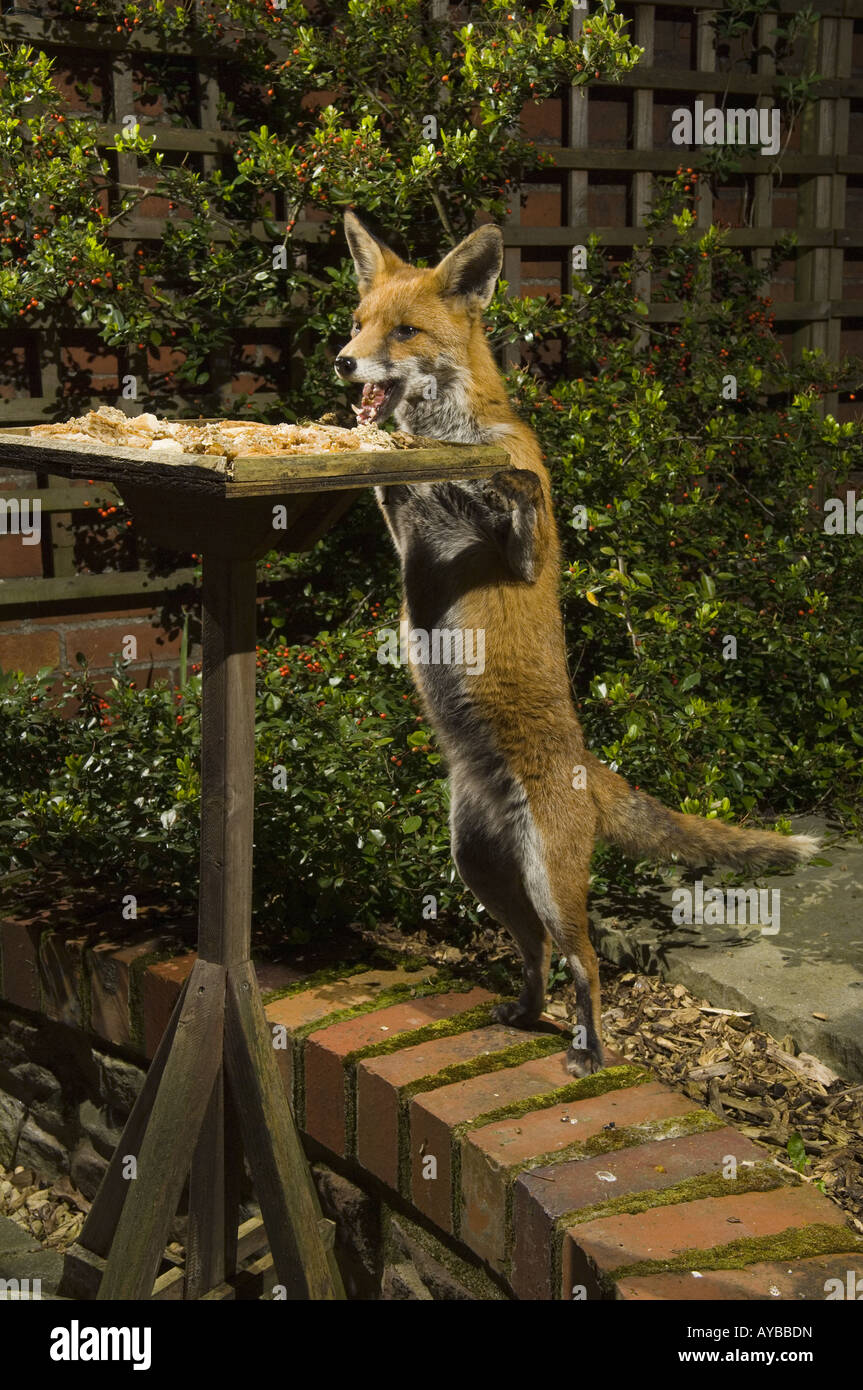 Fox Eating Lunch