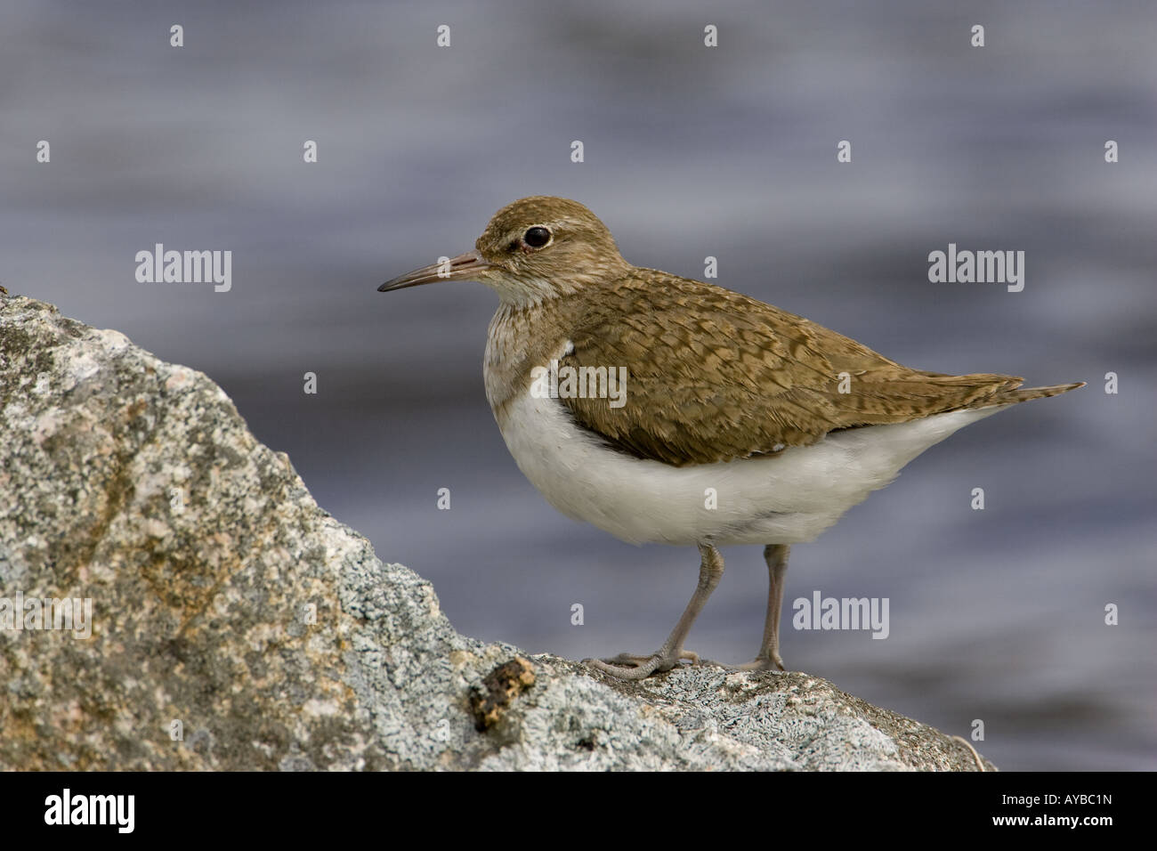 Common Sandpiper, Actitis hypoleucos Stock Photo - Alamy