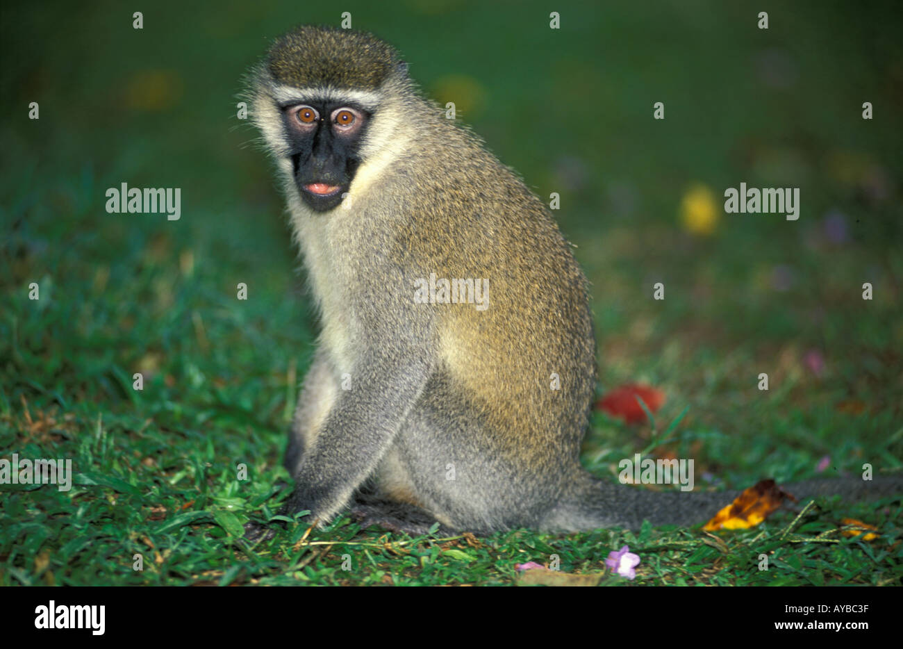 Mammal mouth monkey eyes hi-res stock photography and images - Alamy