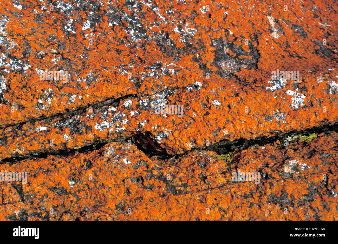 red lichens on granite Stock Photo - Alamy