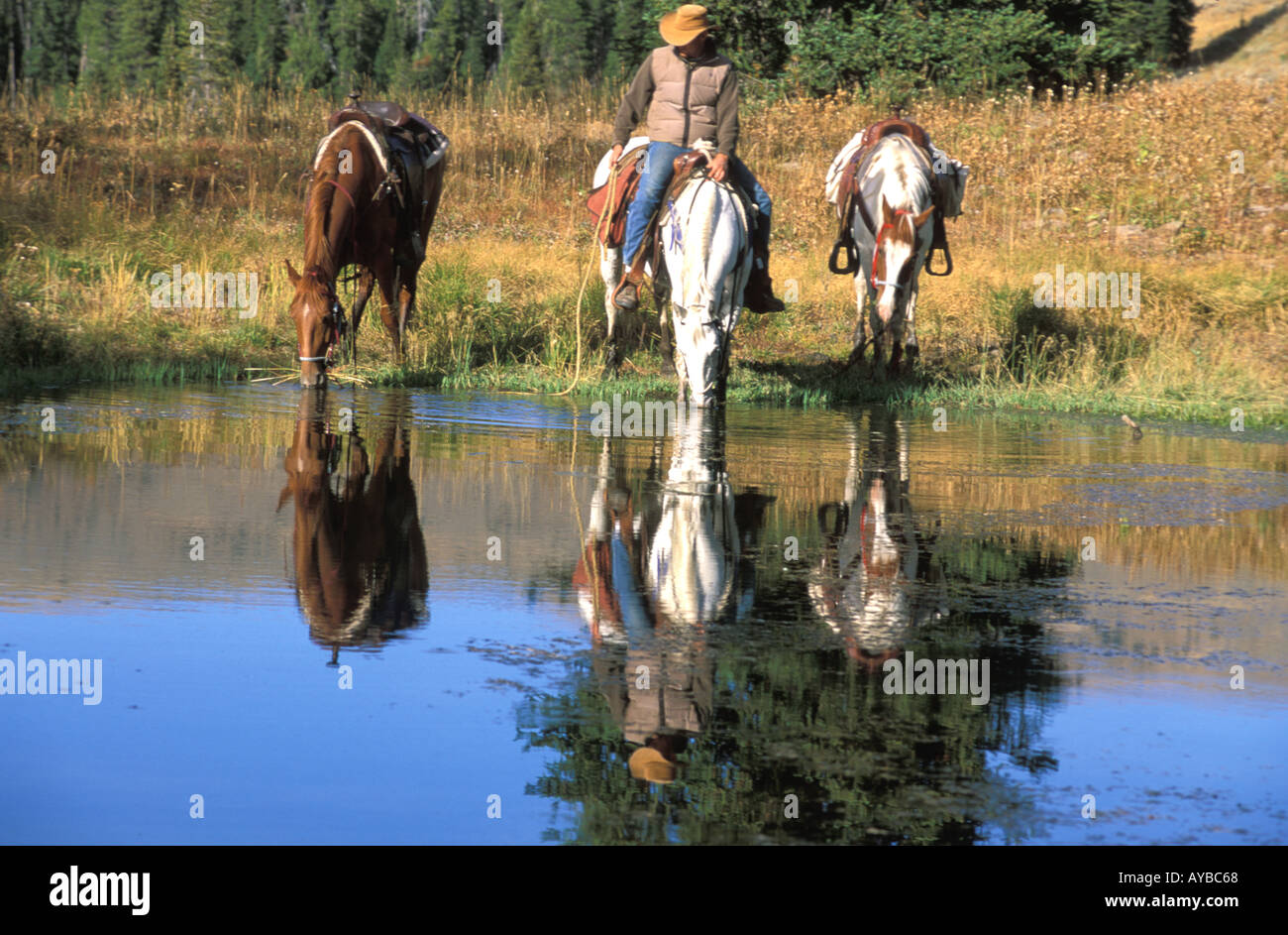 Cowboy with horses Stock Photo - Alamy