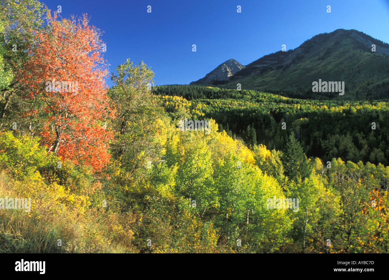 Fall foliage in the Wasatch Range Alpine Loop Stock Photo - Alamy