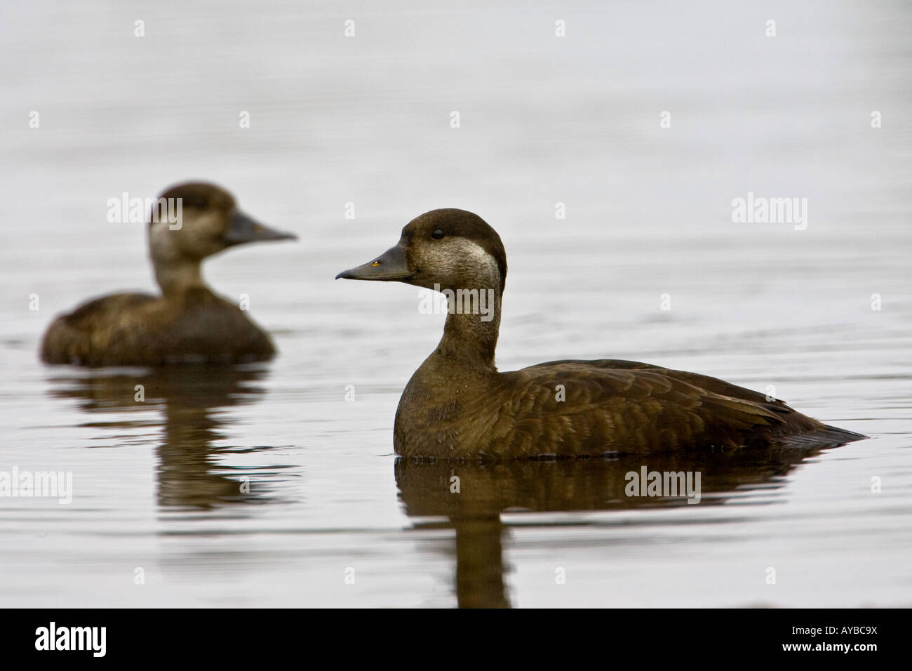 Female Common Scoters, Melanitta nigra Stock Photo - Alamy