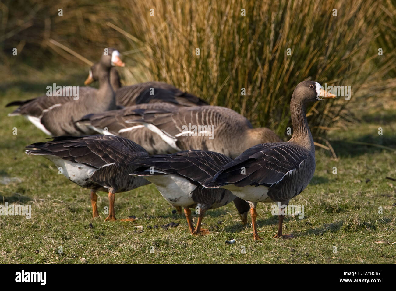 Greenland White-fronted geese, Anser albifrons Stock Photo - Alamy