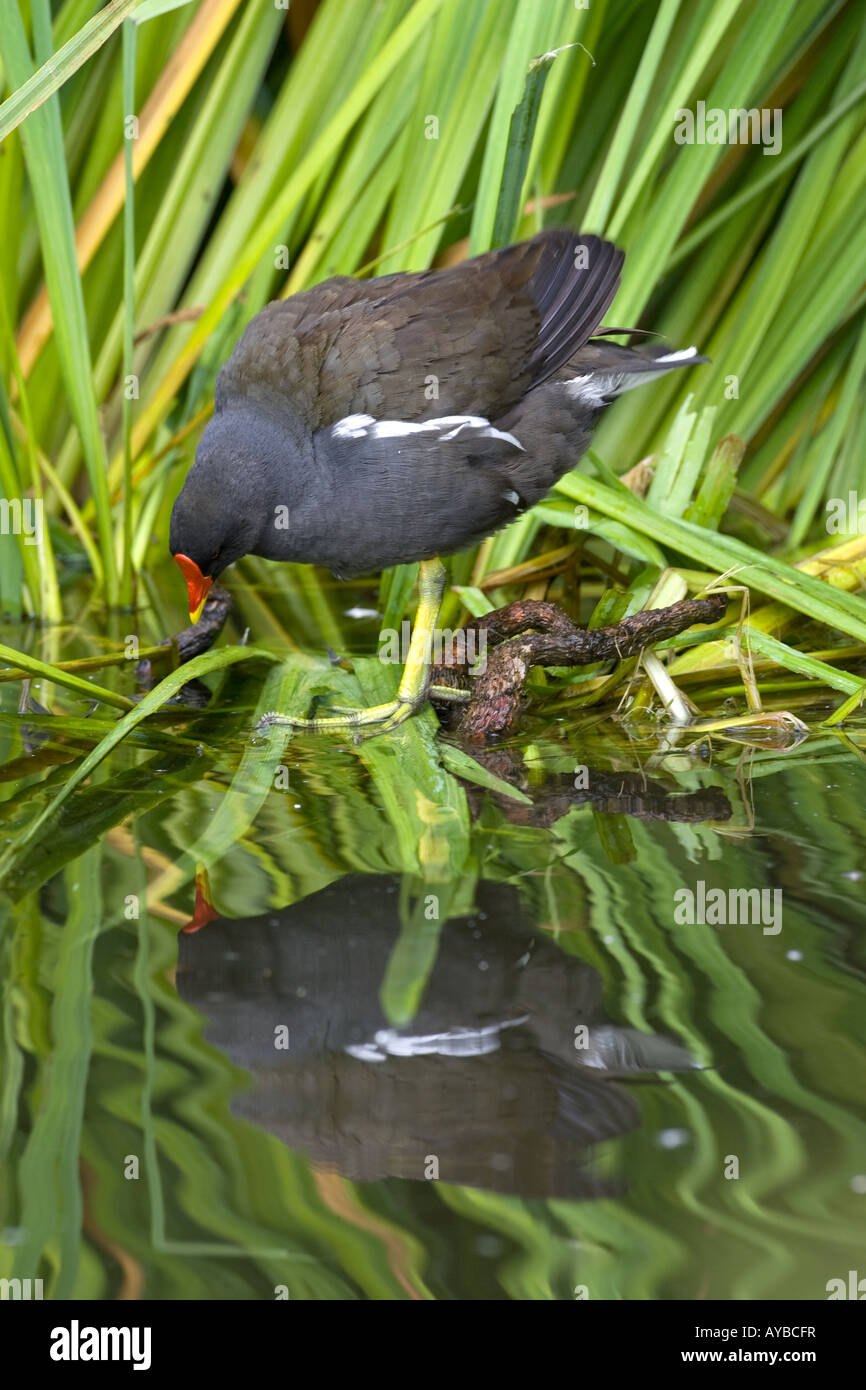 Moorhen common hi-res stock photography and images - Alamy