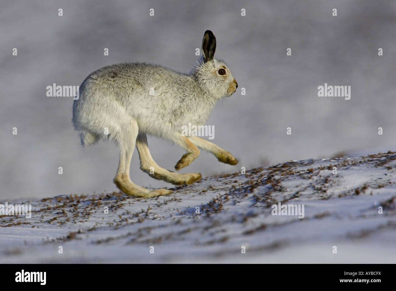 Mountain Hare, Lepus timidus Stock Photo - Alamy